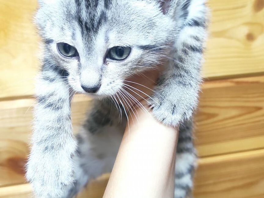 Котятки-куклятки