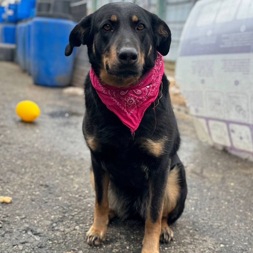 Взрослая собака в добрые руки