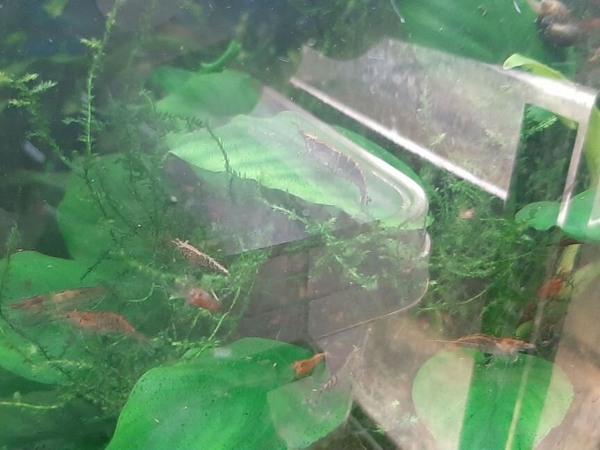 Креветки, растения