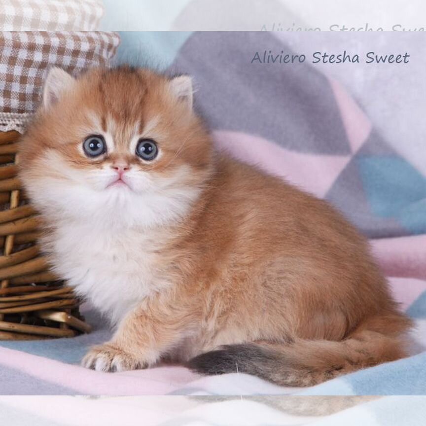 Британский длинношёрстный котёнок