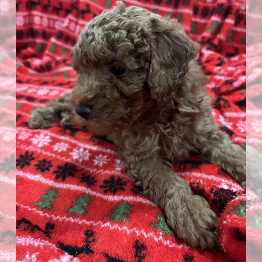 Той-пудель, щенок