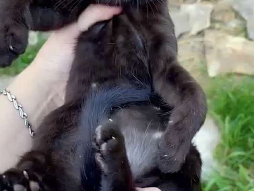 Котенок бомбейский