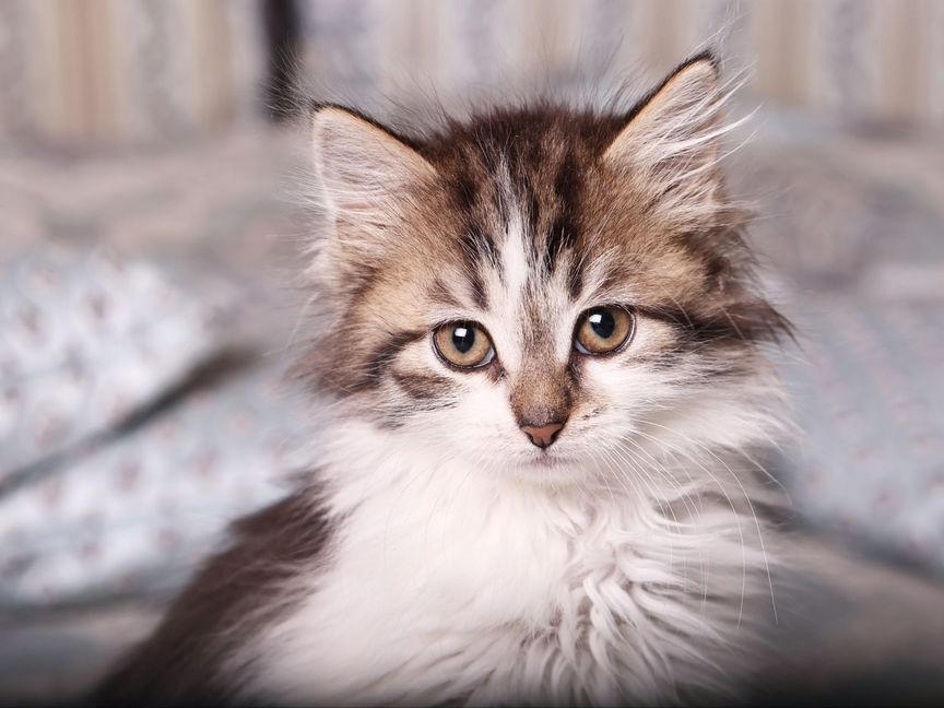 Котенок в добрые руки