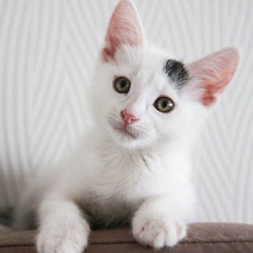 Котята ищут дом