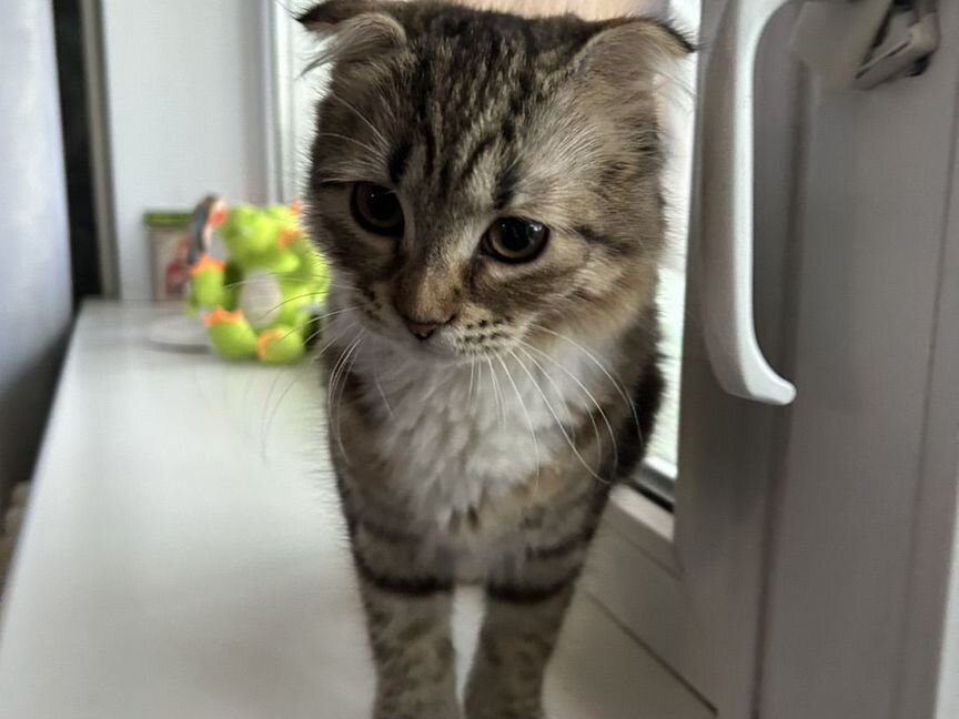 Шотландская вислоухая