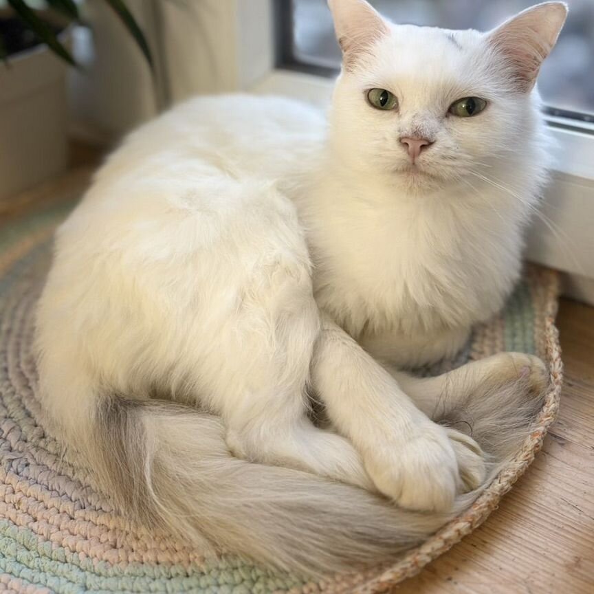 Взрослая кошка в добрые руки