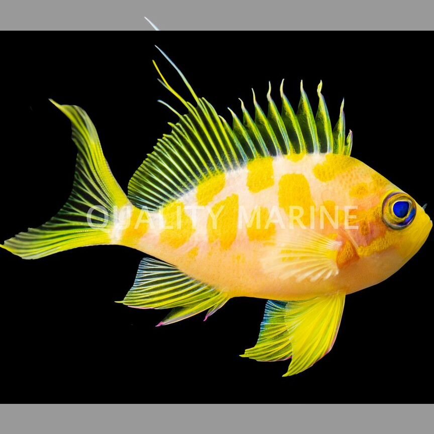 Морская рыба Антиас Борбониус под заказ