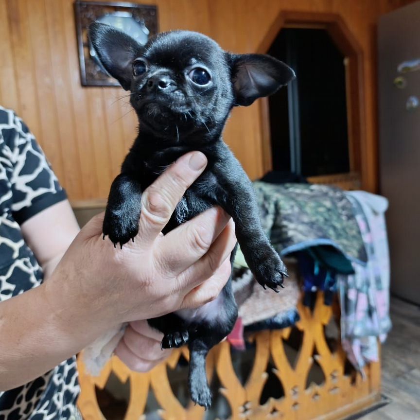 Чихуахуа, щенок