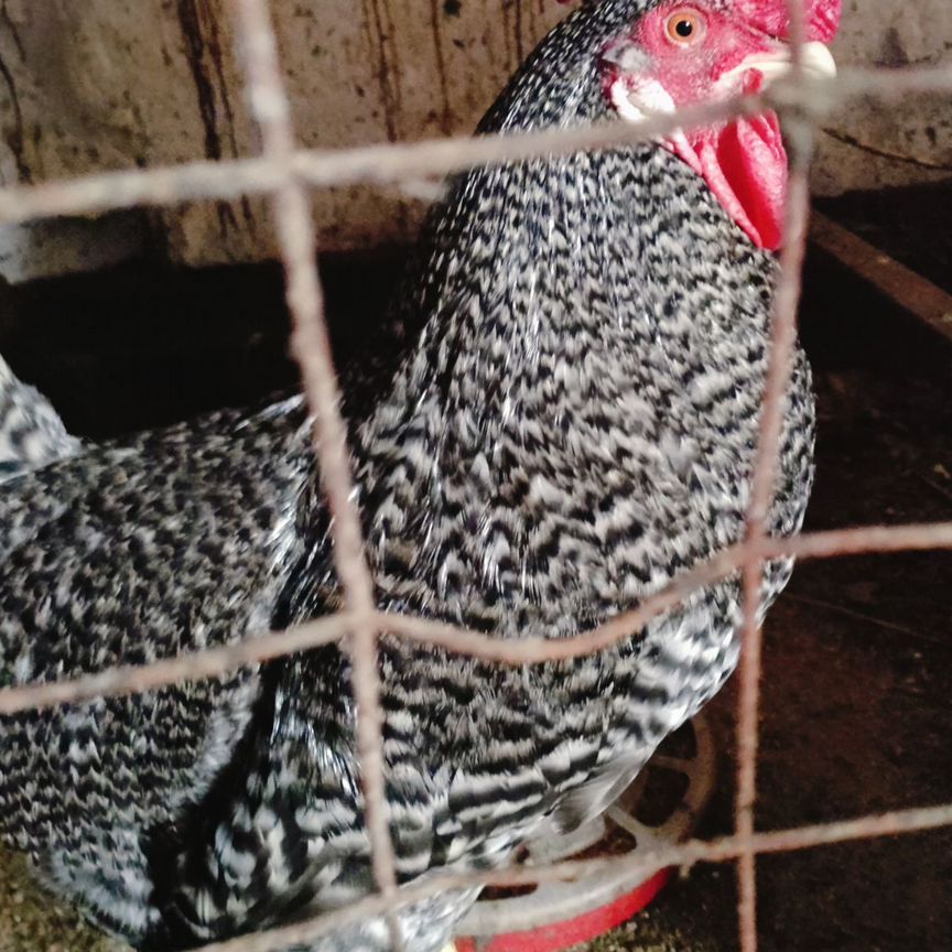 Молодые петухи