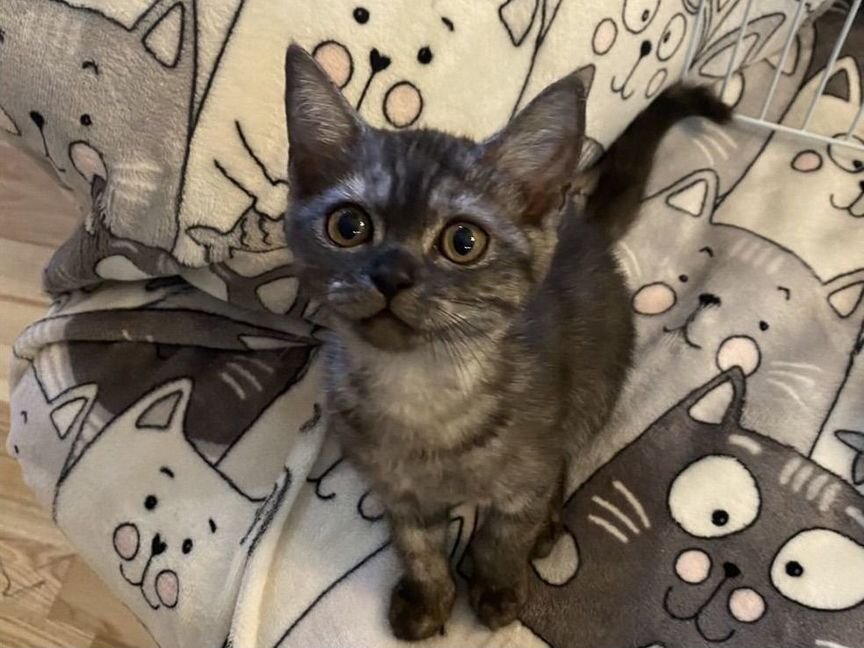 Шотланский котенок