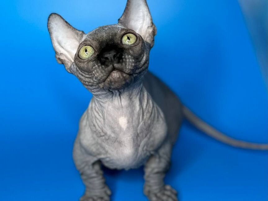 Сфинкс котенок бамбино
