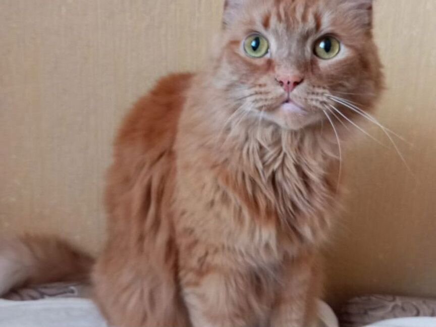 Кот Сёма ищет дом, времени на поиски мало