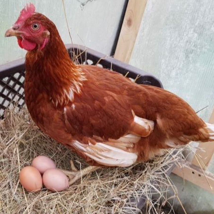 Куры несушки продам
