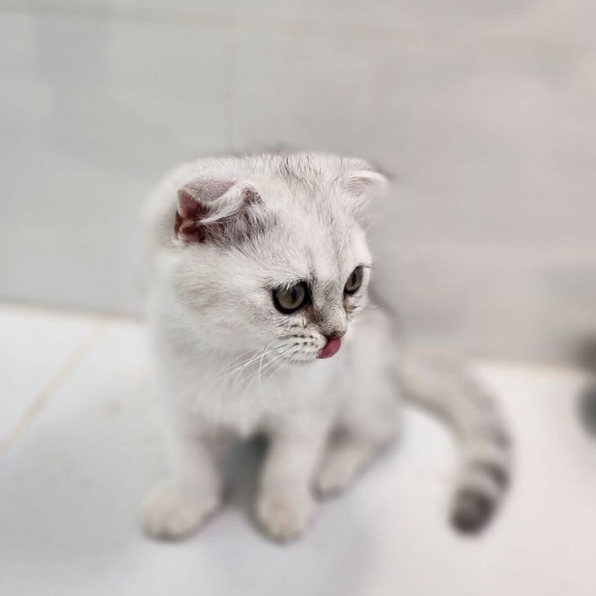 Котёнок - сокровище