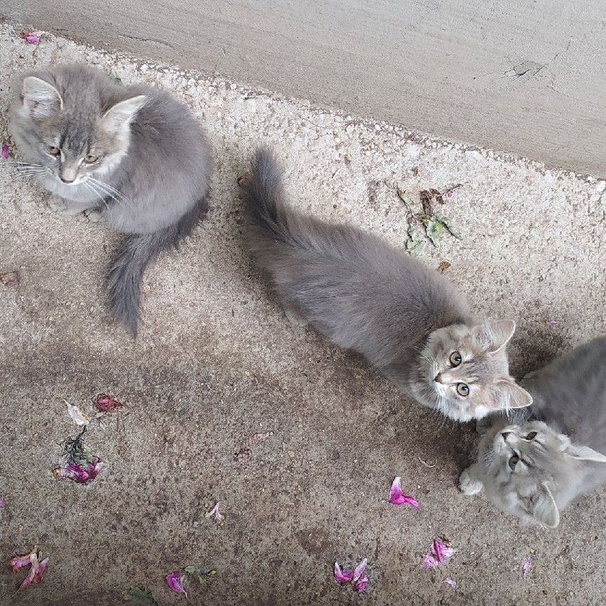 Котята 3, 4 месяца, отдам бесплатно