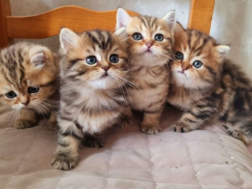 Шотландские котята