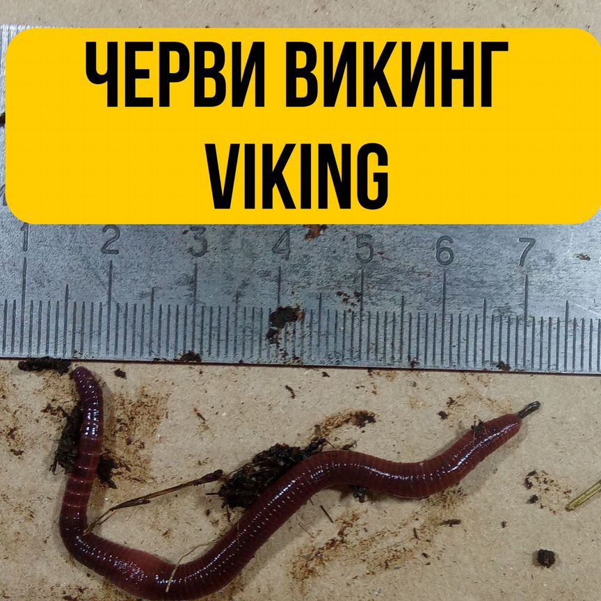 Черви Викинг калифорнийские мини семья