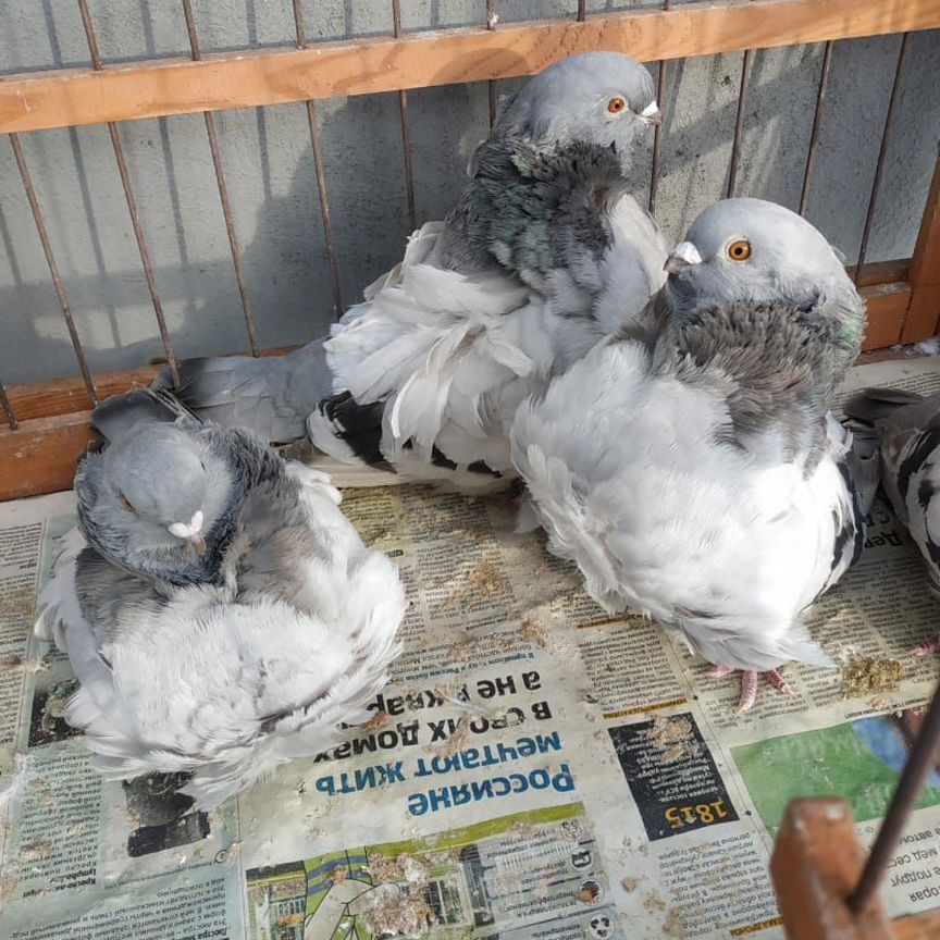 Китайские голуби (китайцы)