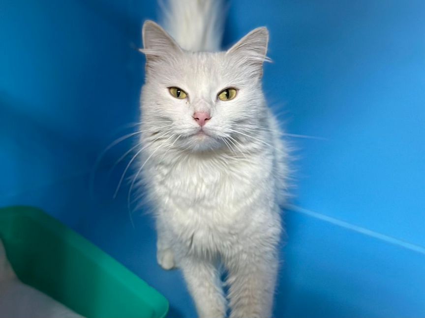 Кошка Очаровашка турецкая ангора