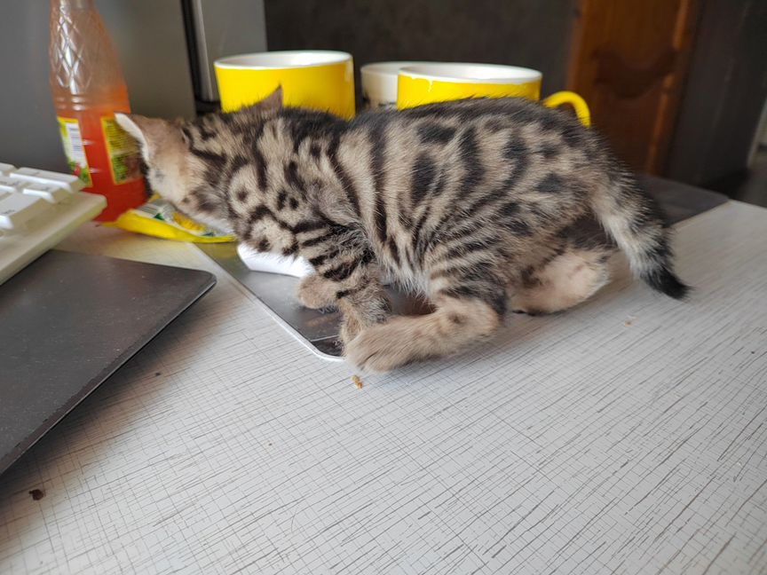 Бенгальские котятя