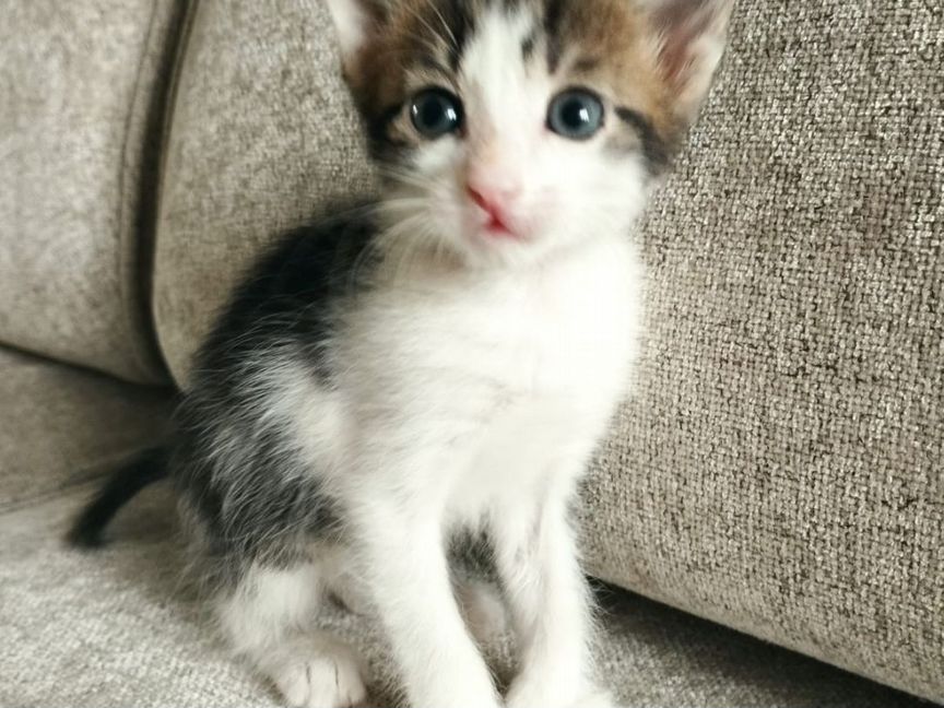 Котята в добрые руки бесплатно мальчик