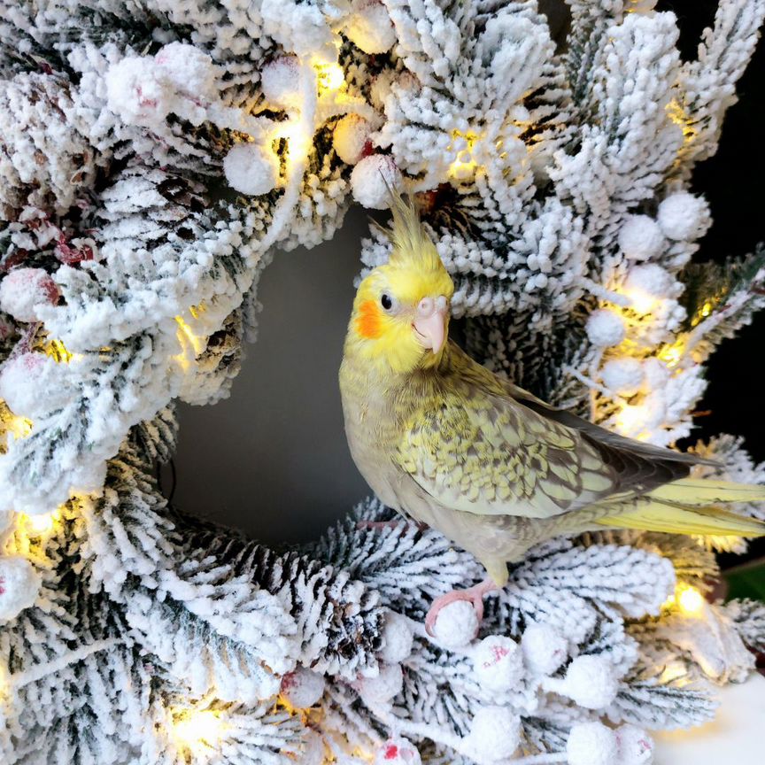 Попугай корелла птенец