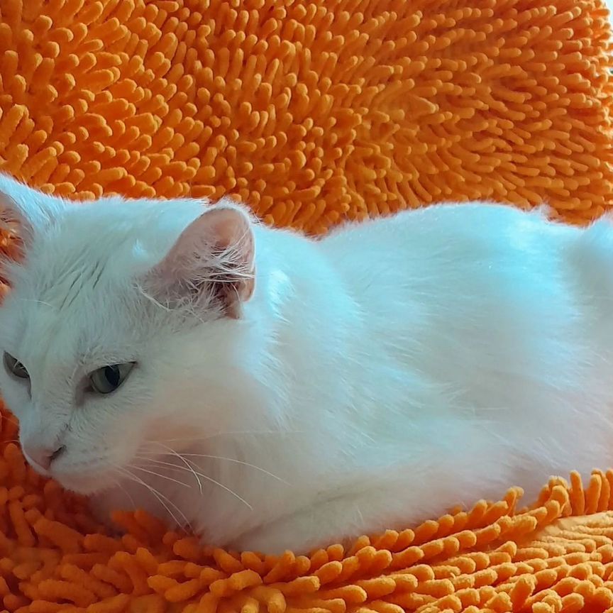 Взрослая, кошка в добрые руки