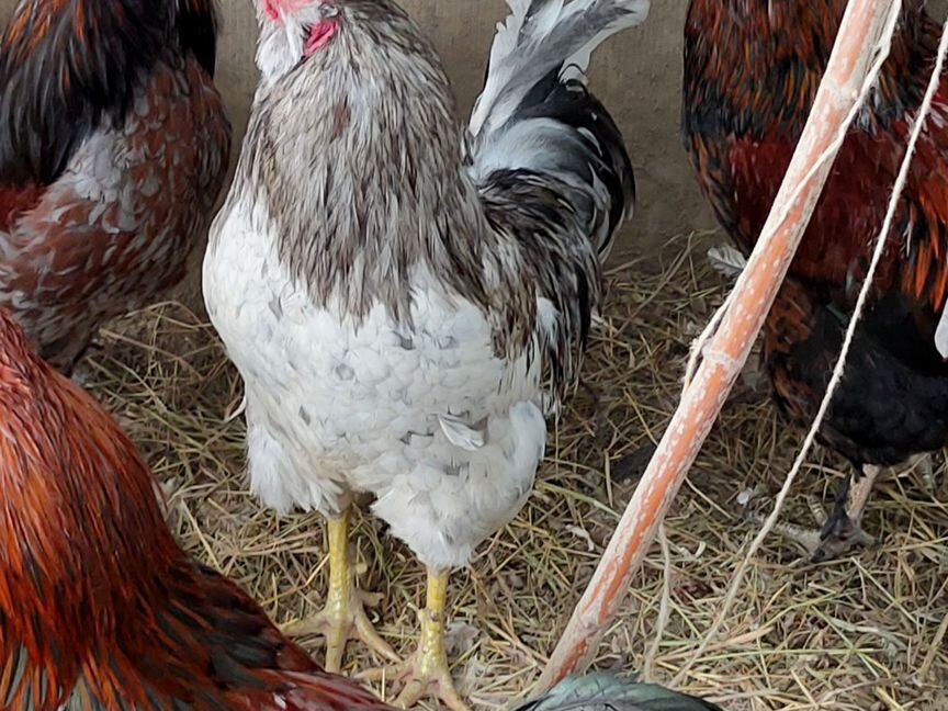 Павловское золото