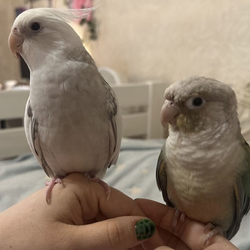 Пиррура и корелла