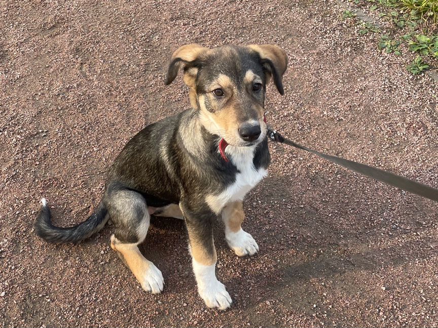 Собачка 4 с половиной месяца