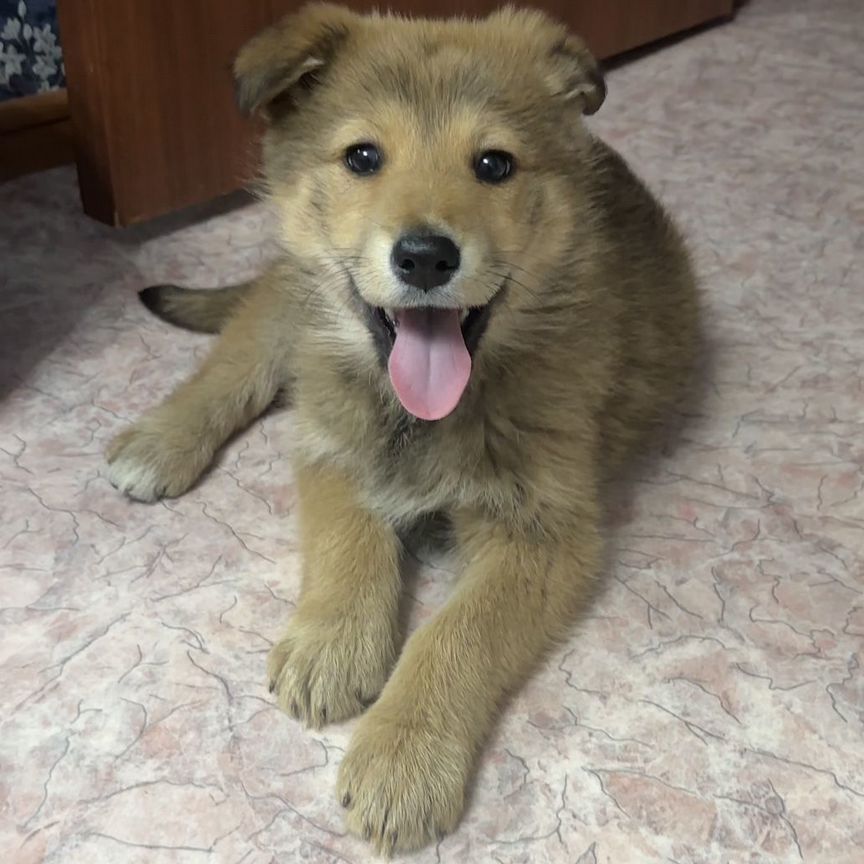 Щенок в добрые руки