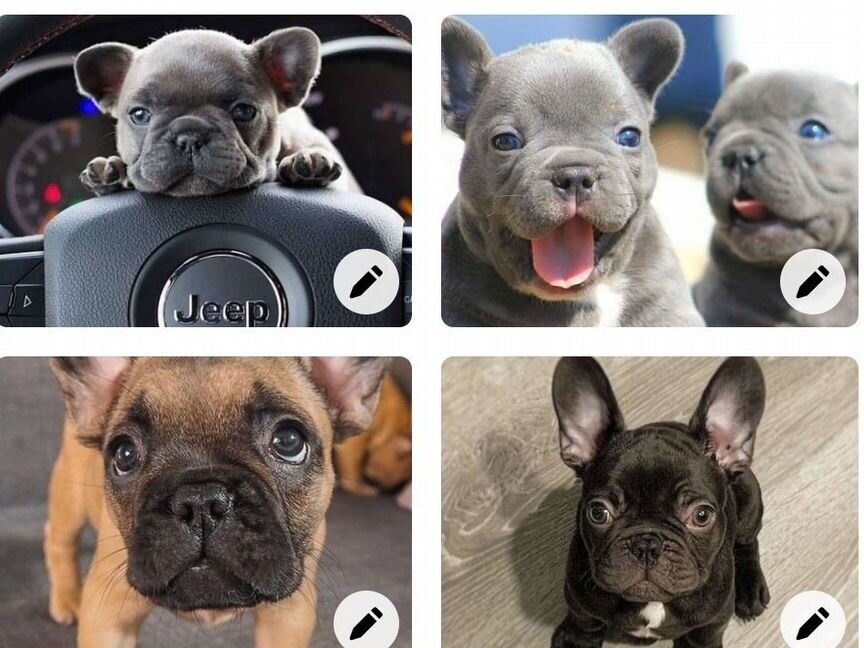 Французский бульдог