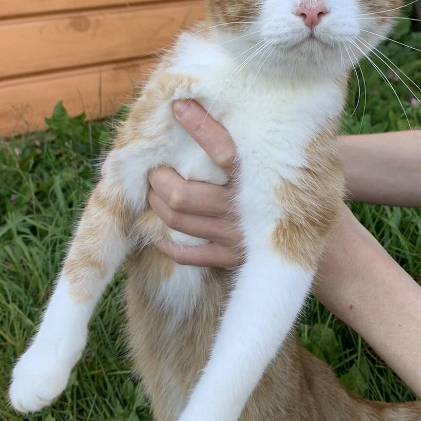 Кот в деревенский дом