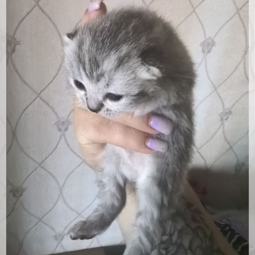 Британские котята