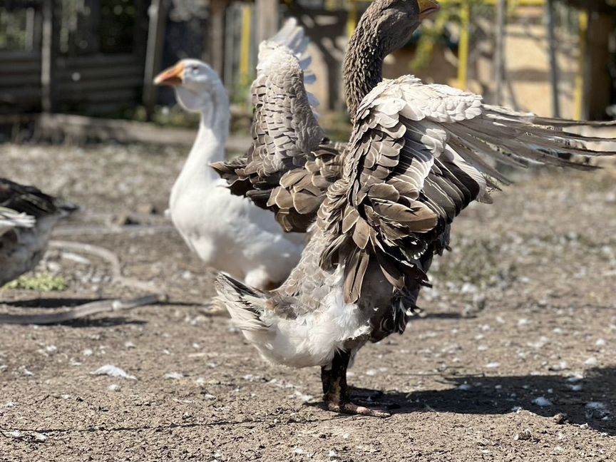 Холмогорские гуси