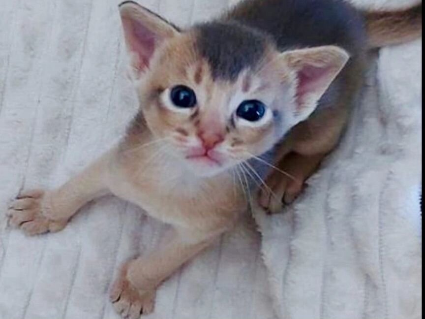 Абиссинский голубой, и дикого окраса котенок