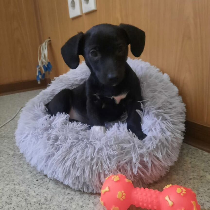 Щенок в добрые руки бесплатно