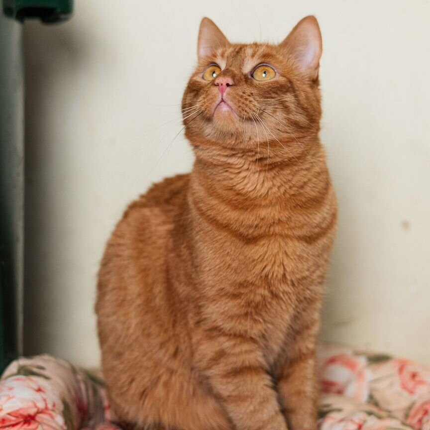 Серьезный котик ждет свою семью