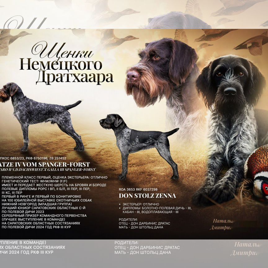 Щенки немецкого дратхаара