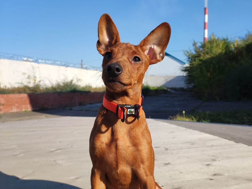 Цвергпинчер парень