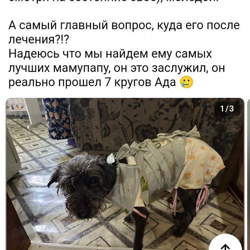 Очень маленький песик