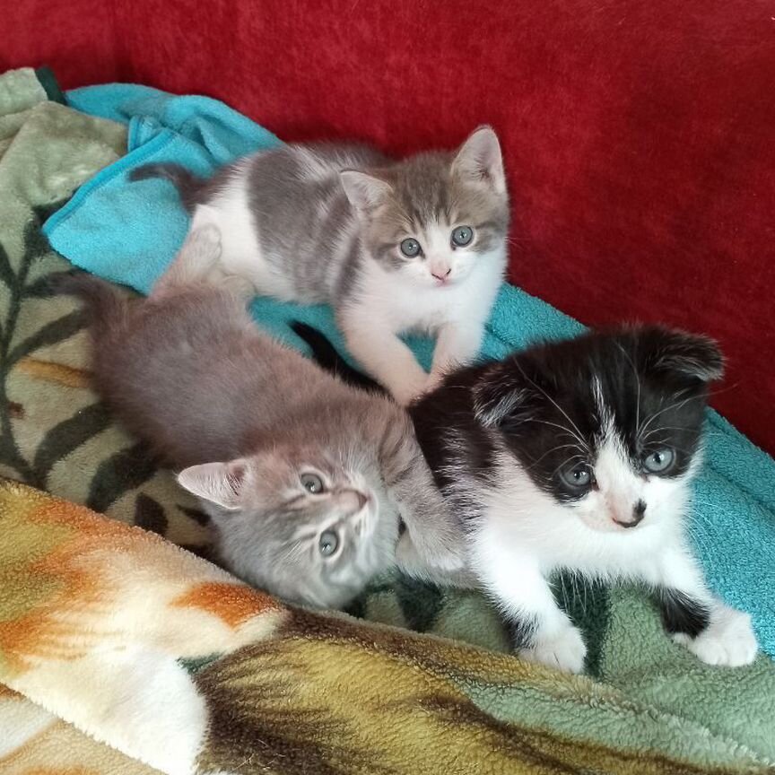Котята в добрые руки