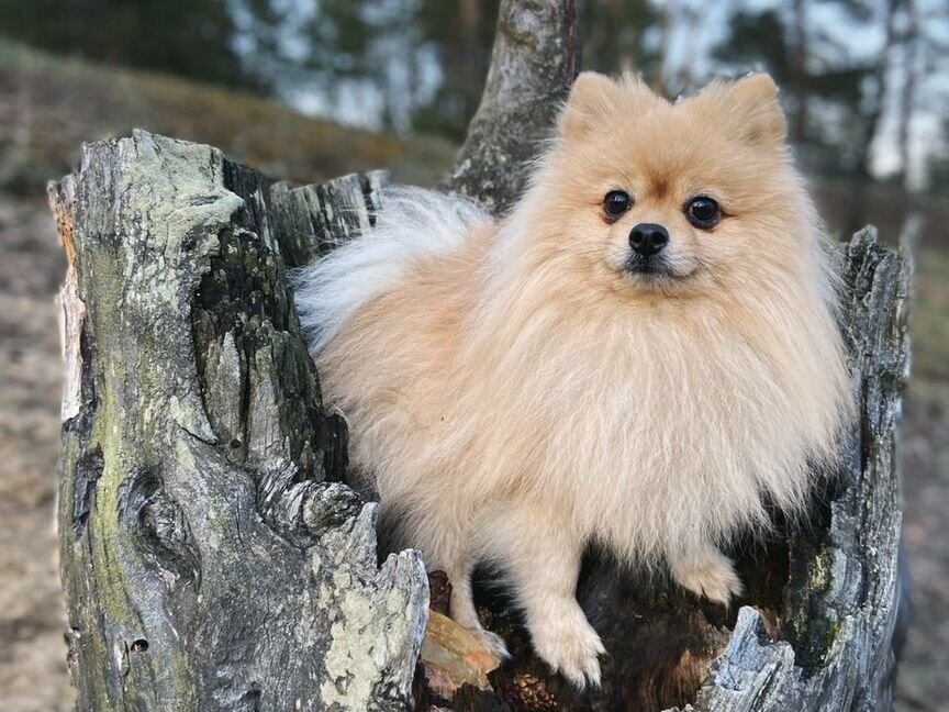 Немецкий шпиц и чихуахуа