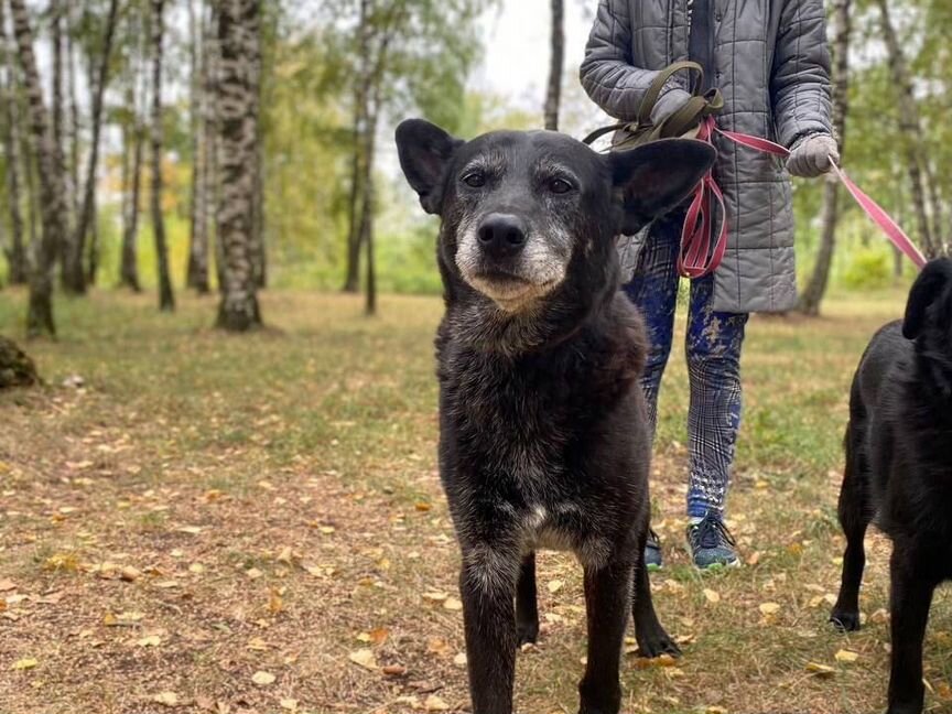 Собака в добрые руки. Черныш