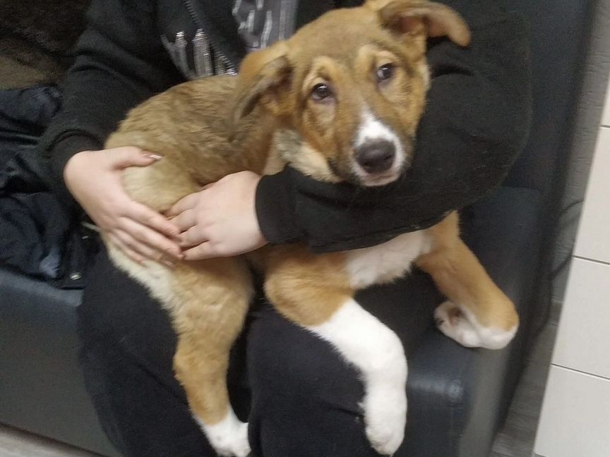 Щенок-мальчик ждёт Вас, спасен с улицы