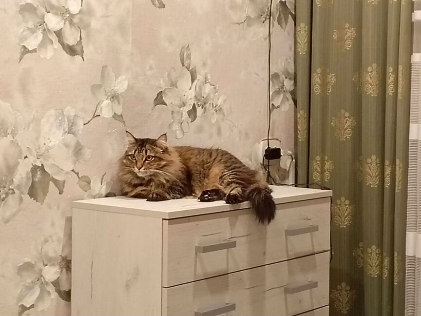Порода сибирская кошка