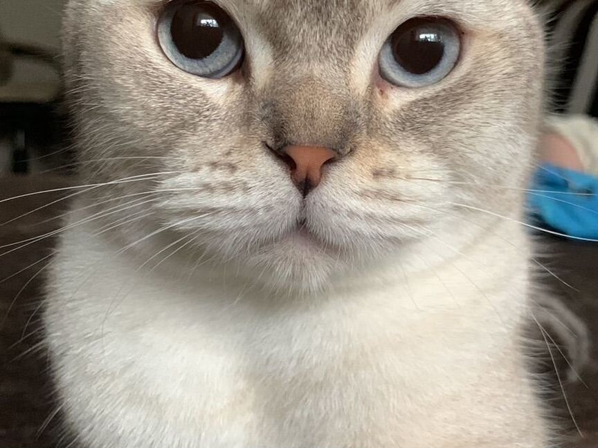 Кот бесплатно