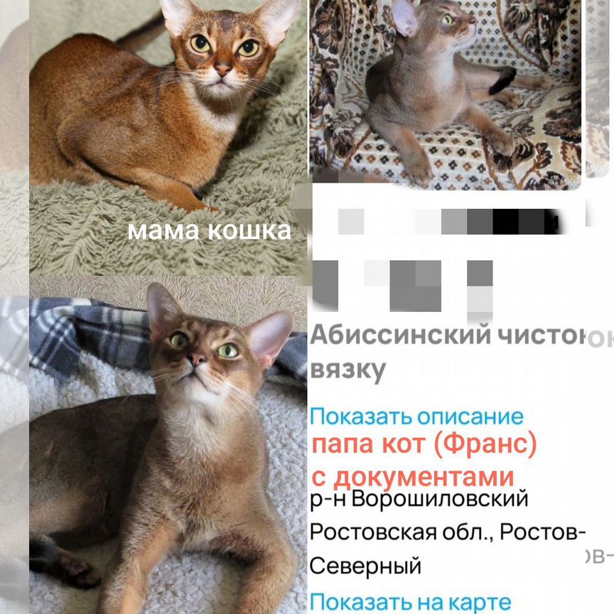 Абиссинские котята