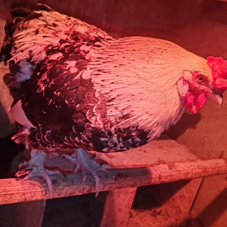 Фавероль семья