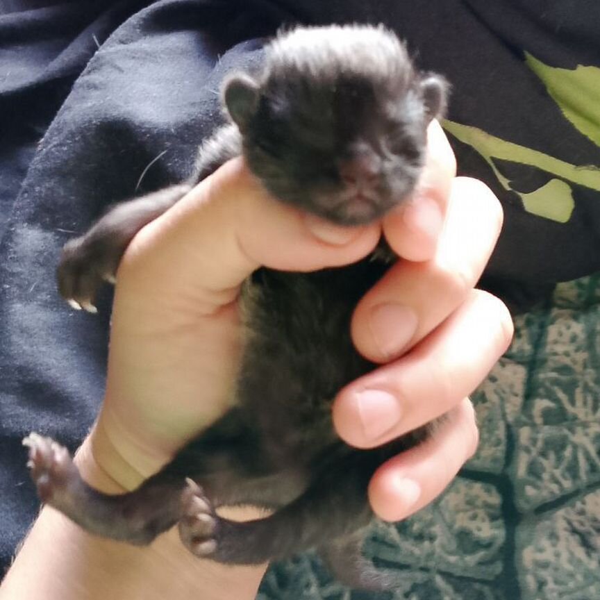 Сиамский котёнок